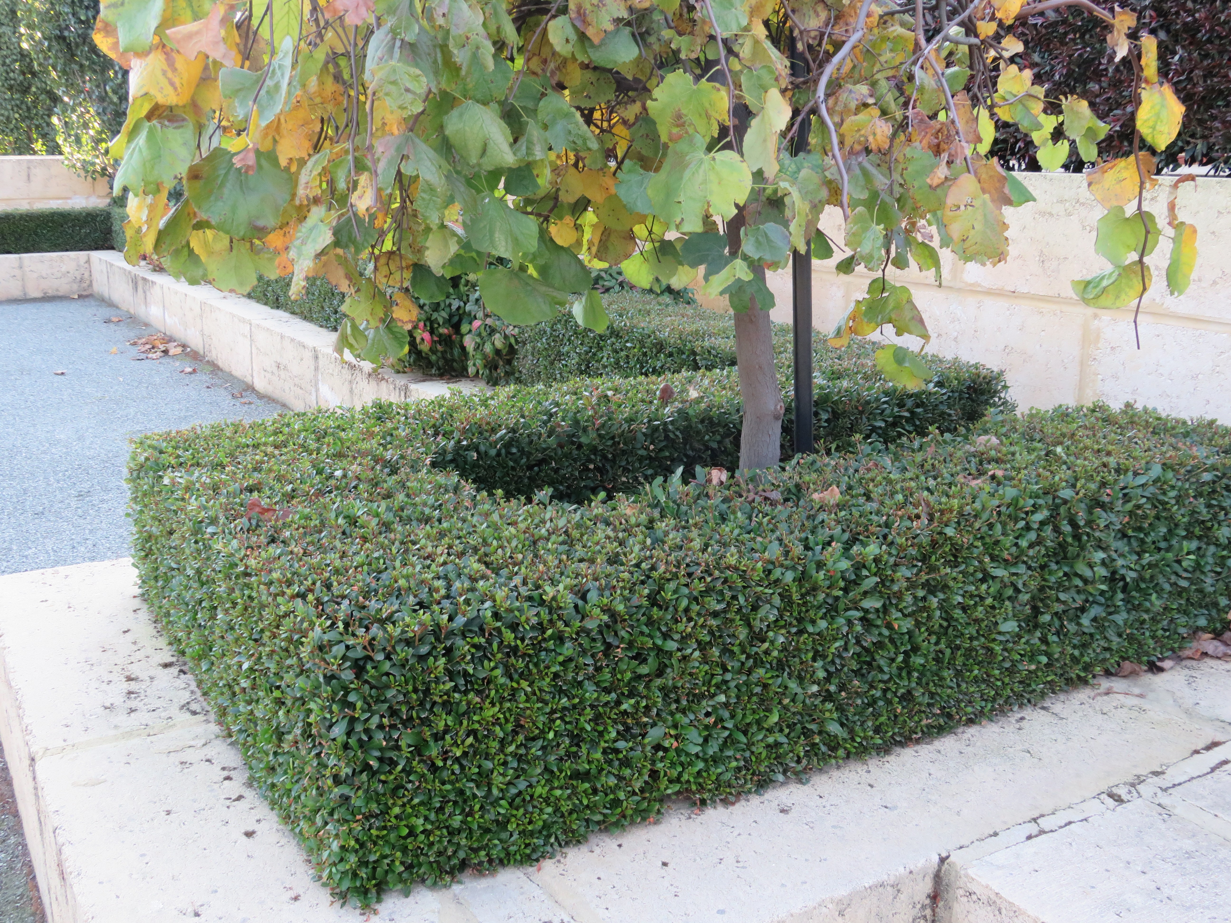 Syzygium