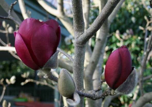 Magnolias Deciduous
