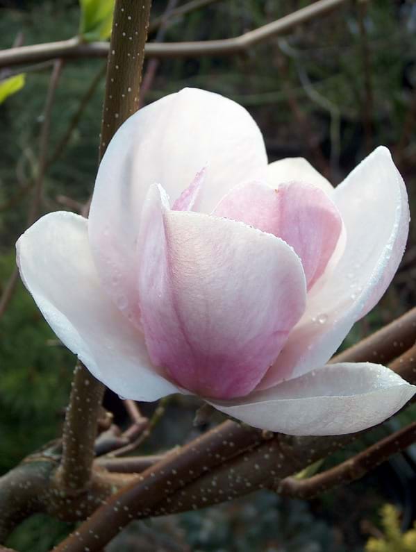 Magnolias Deciduous