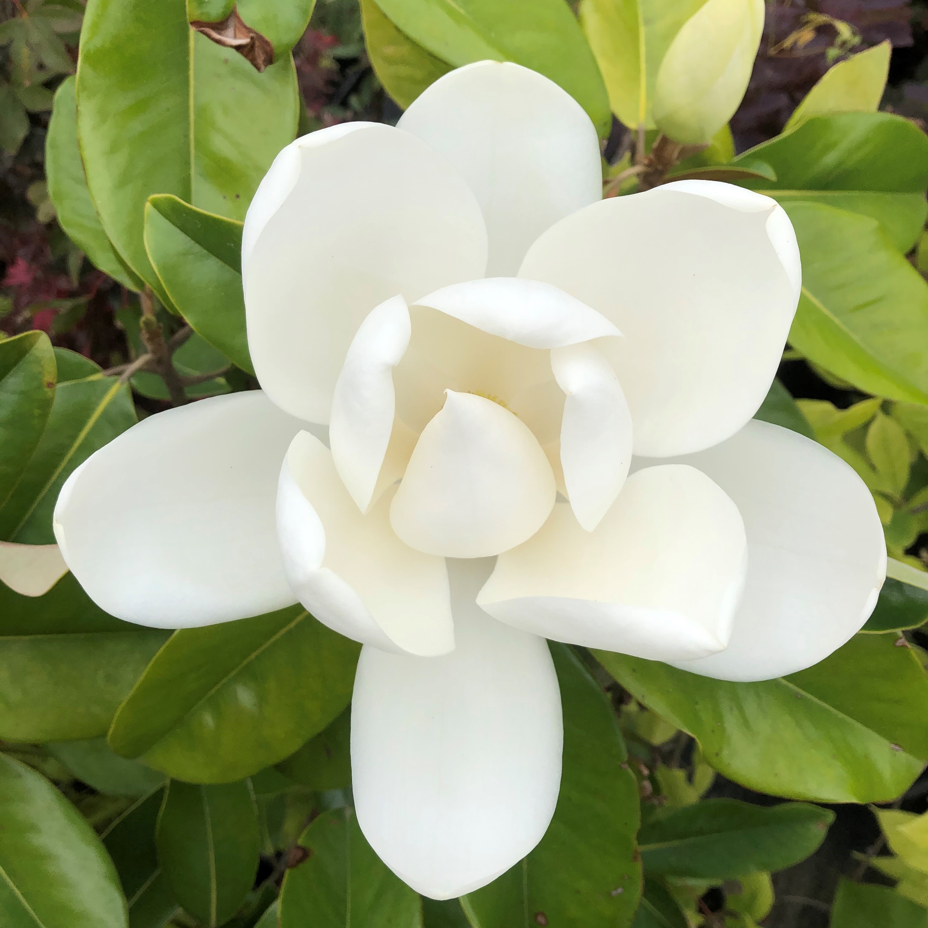 Magnolias Evergreen