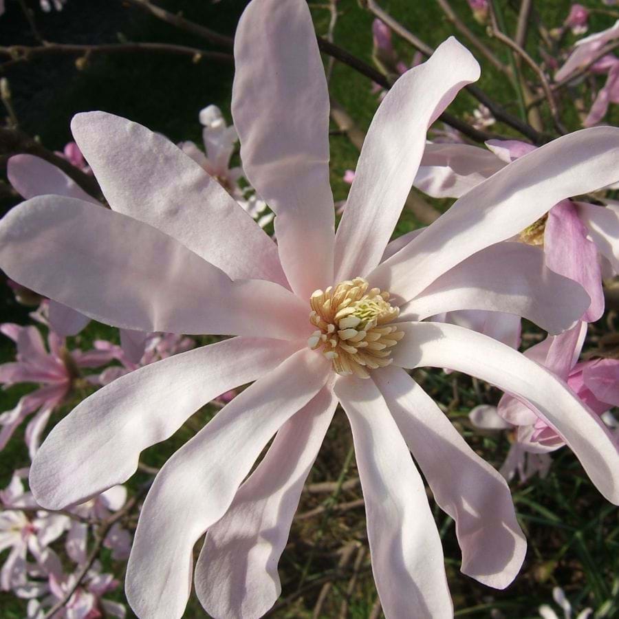 Magnolias Deciduous